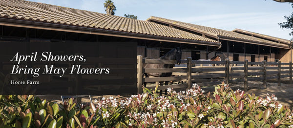 April Showers, Bring May Flowers - American Stalls