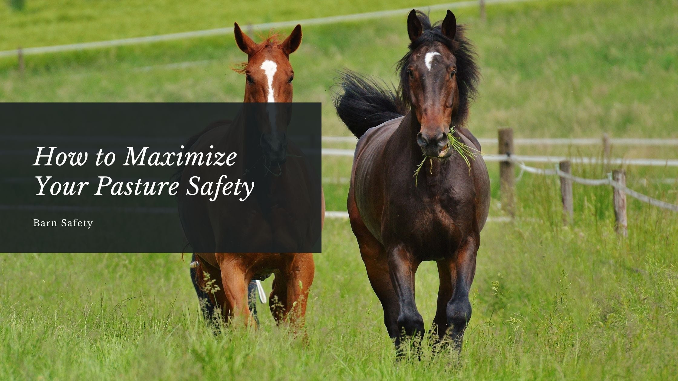 How to Maximize Your Pasture Safety - American Stalls
