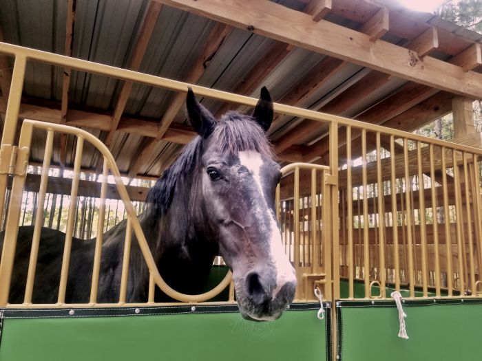 Premium Portable Horse Stalls - Elite Show Series Stalls - American Stalls